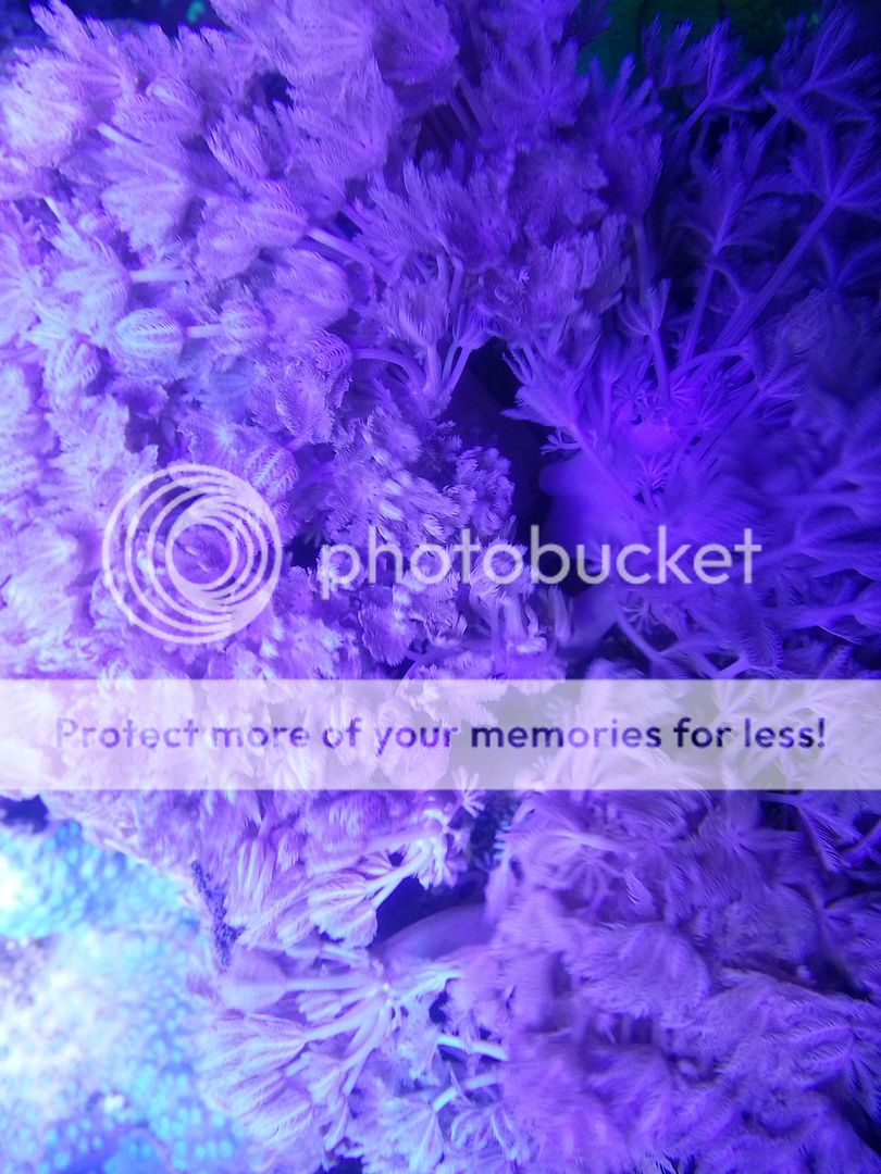 Build Thread - My much modified Aqua One Aquareef 300 | Reef2Reef